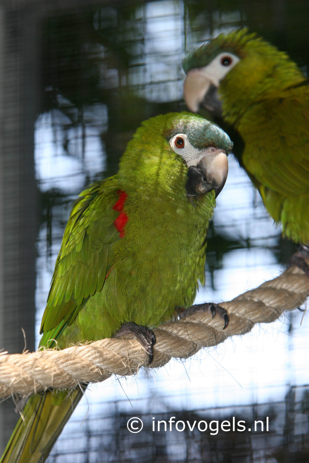 Hahn’s ara – Diopsittaca n. nobilis + ondersoorten - infovogels.nl