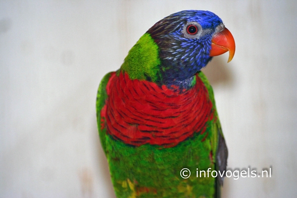 Groenneklori -Trichoglossus haematodus haematodus - infovogels.nl