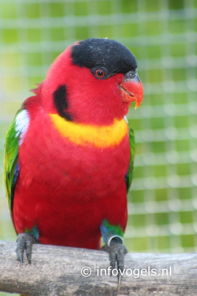 Groenstaartlori – Lorius chlorocercus - infovogels.nl