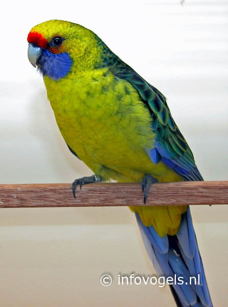 Geelbuikrosella - Platycercus caledonicus - infovogels.nl