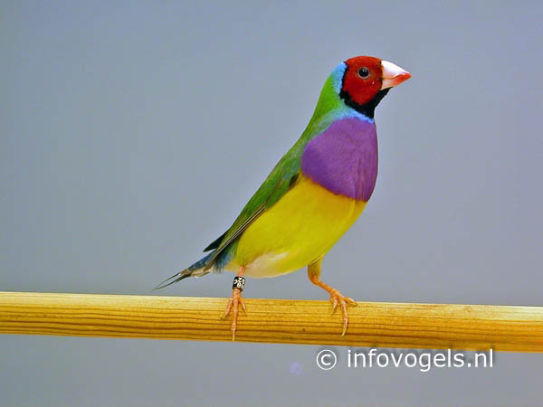 Gouldamadine - Chloebia gouldiae - infovogels.nl